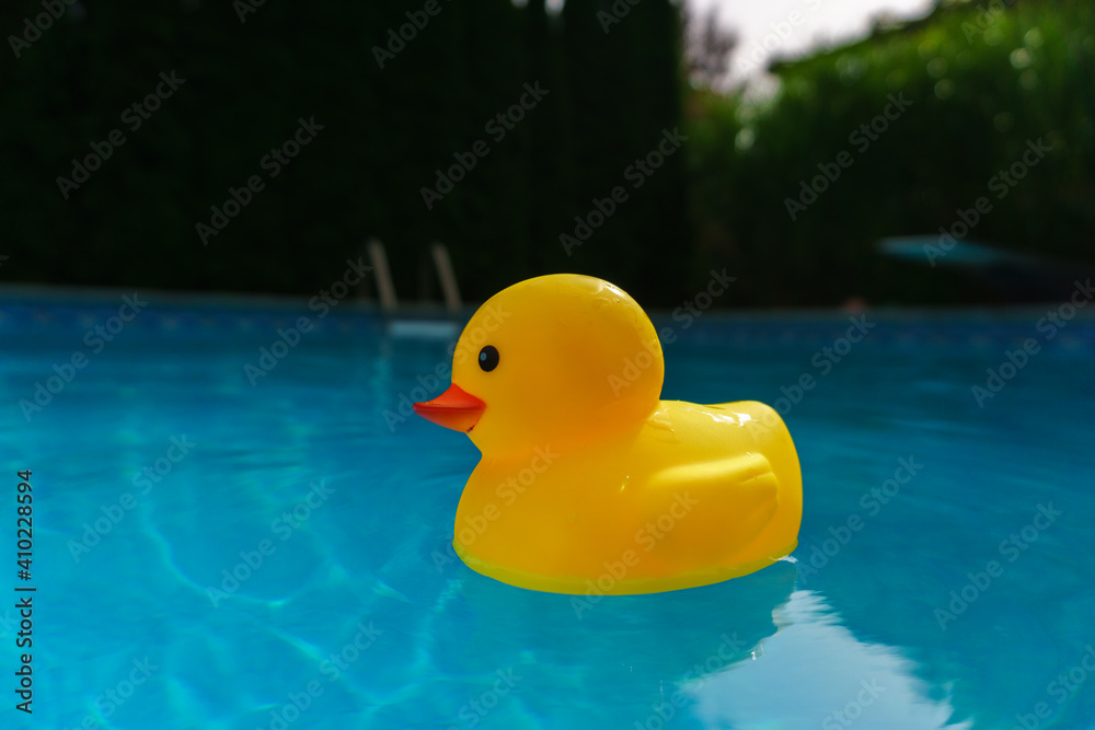 Close up of a yellow rubber ducky afloat in a backyard swimming pool on ...