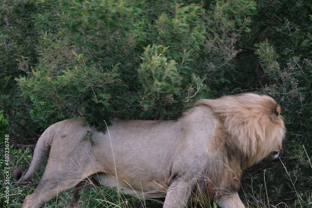 Lion prowling around in the bushes Stock Photo | Adobe Stock