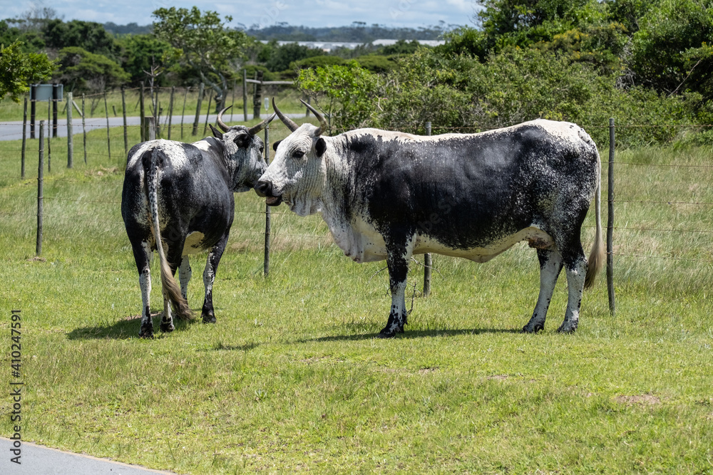 Nguni cow portraits Stock Photo | Adobe Stock