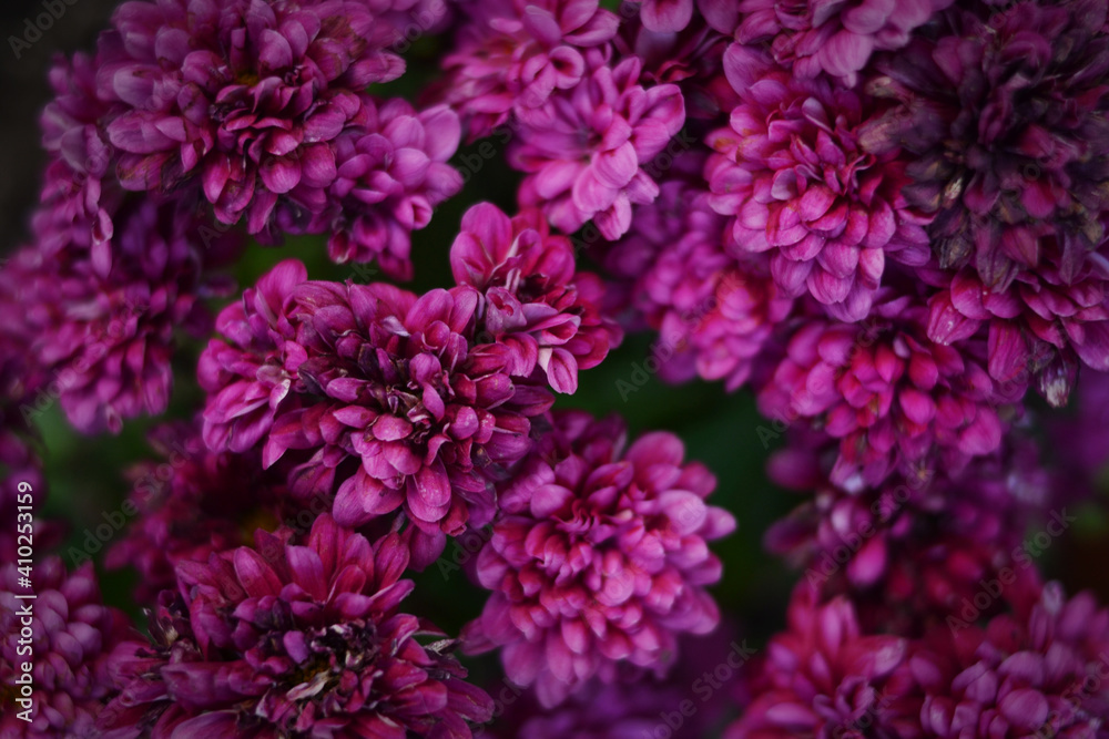 Textura de flores en color fucsia, rosa. Fondo de flores rosadas Stock ...