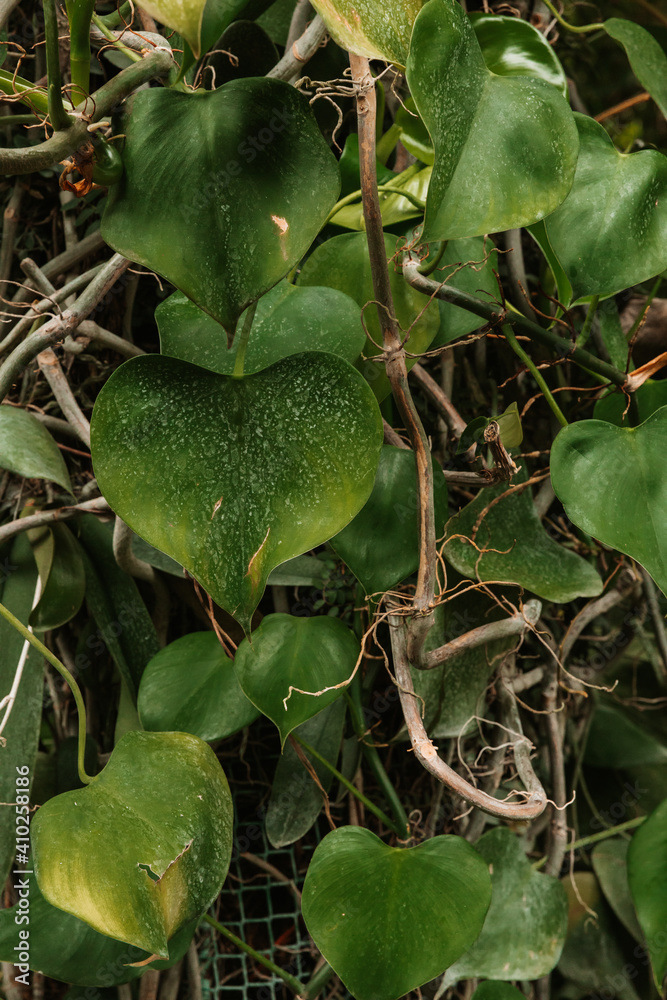 Beautiful large leaves of different shapes, background of green leaves ...