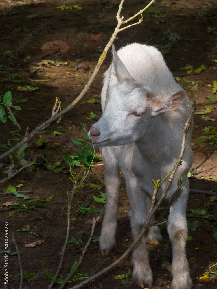 White domesticated goat kid is eating leaves from a branch Stock Photo ...