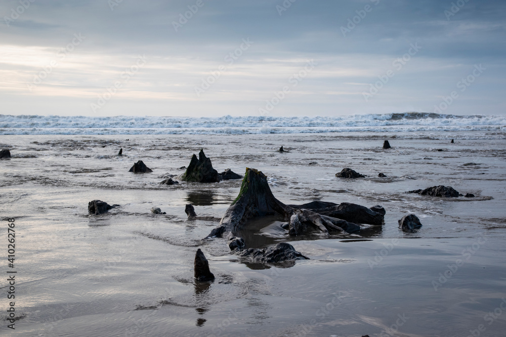 the petrified forest reviled a few years ago on Borth beach, fossilised ...