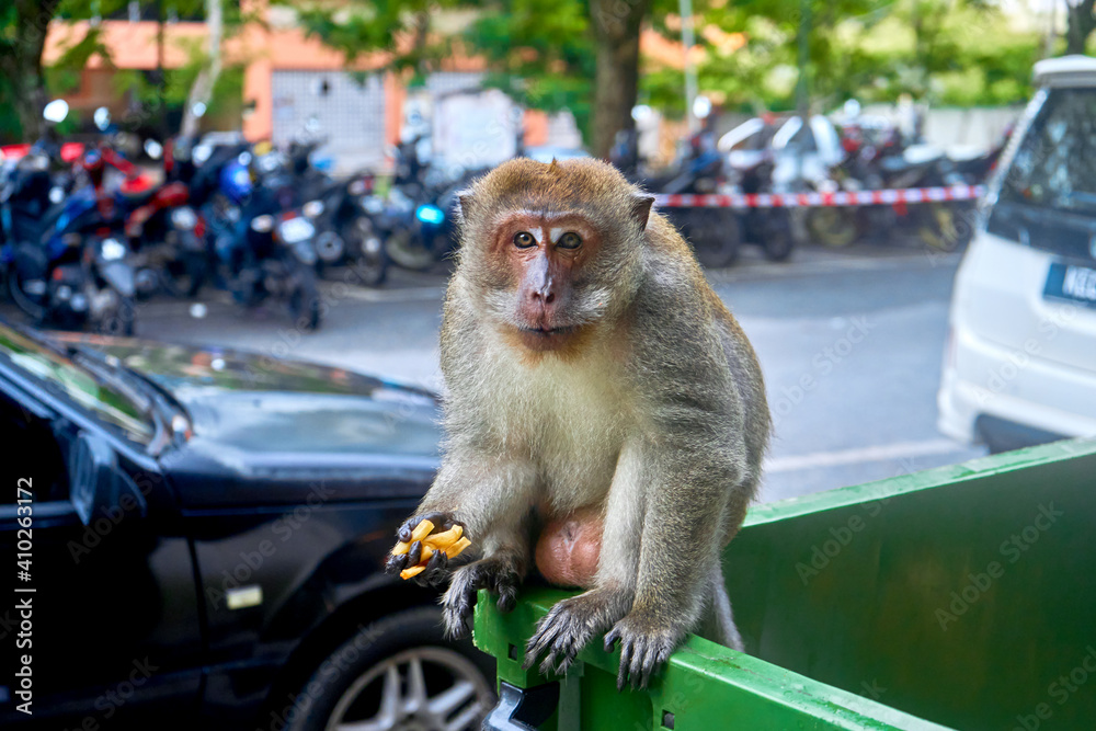 The wild monkey is eating a French fries he found in the trash can. Don ...