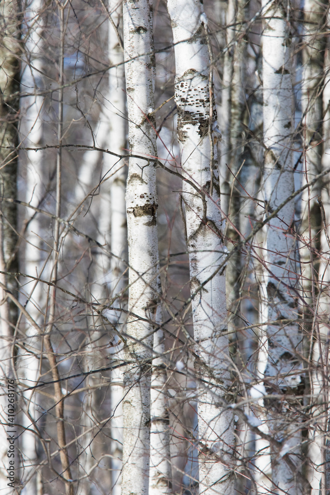 Betula cordifolia (mountain paper birch, also known as mountain white birch or eastern paper ...