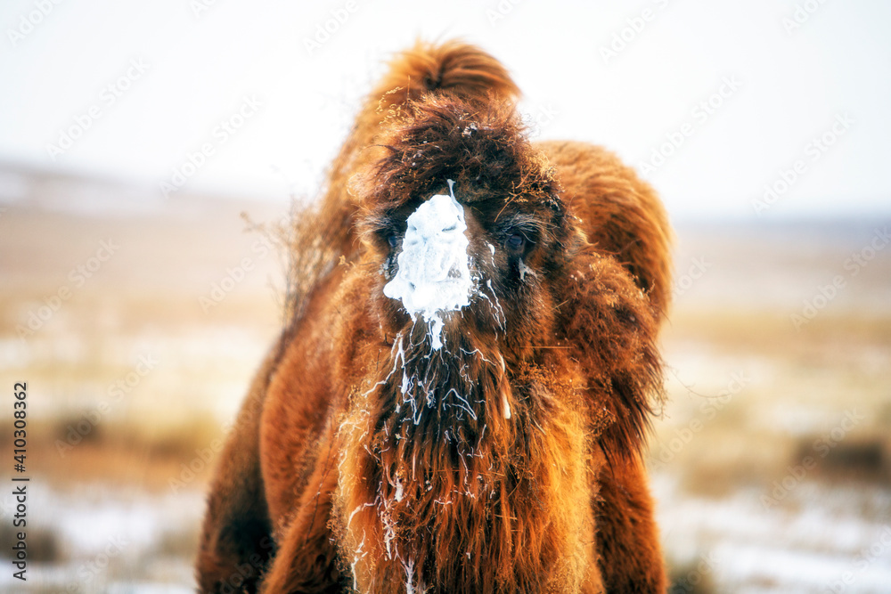The Mongolian Gobi is the habitat of the Bactrian camel Stock Photo ...