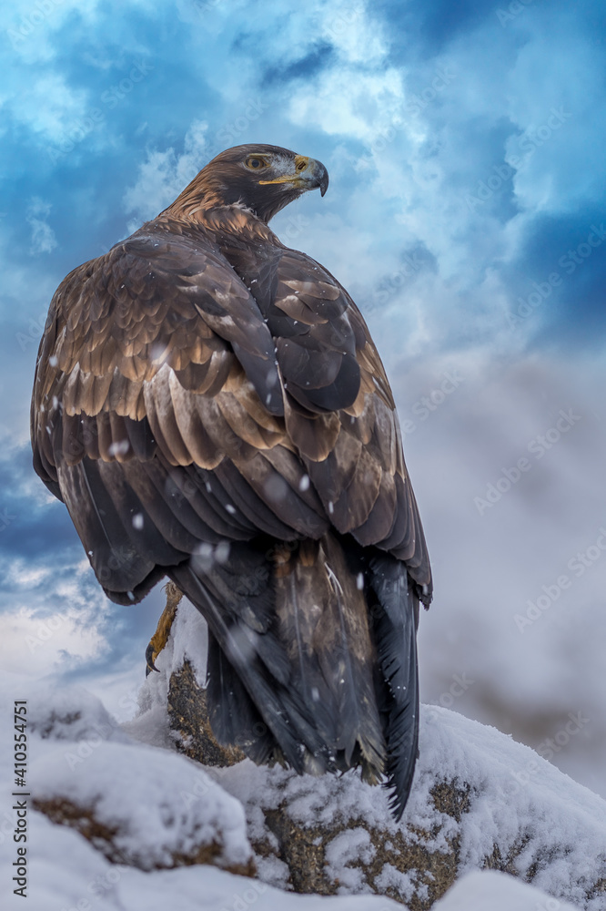 White Tailed Eagle (Haliaeetus albicilla) Also known as the ern, erne ...