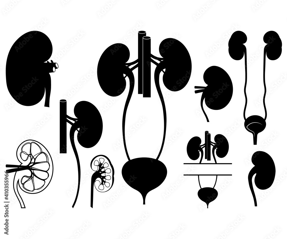 Kidney SVG, Kidney vector, Kidney bundle SVG, Kidney Silhouette, Kidney ...