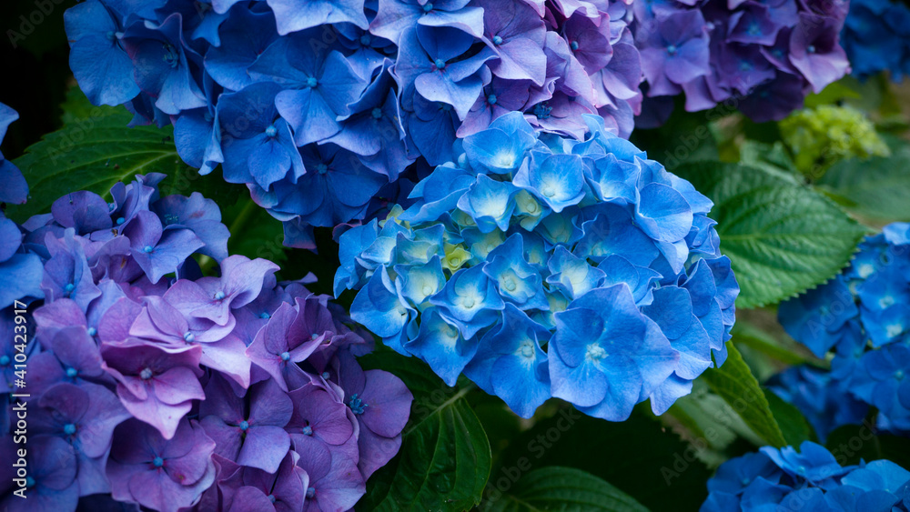 Arbustos de hortensias azules y moradas Stock Photo | Adobe Stock