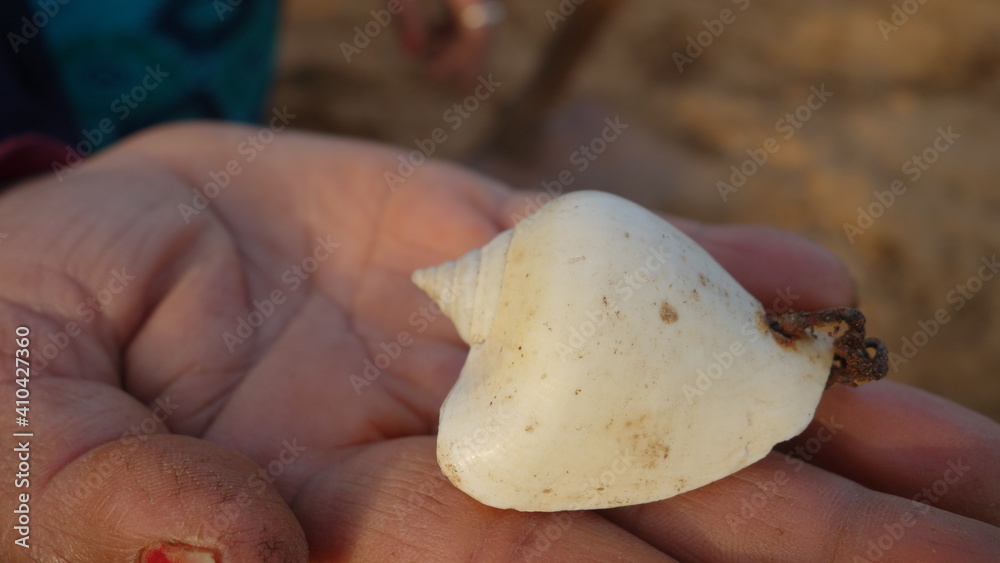 Hand holding pure white Seashells in blur background. Little conch ...