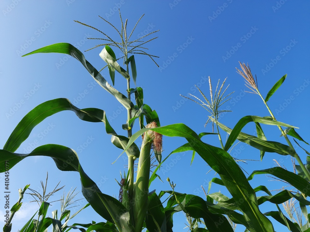 Corn Maize Agriculture Nature Field in blue sky background. Green corn ...