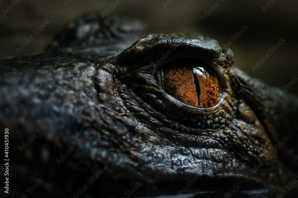 Cuvier's Smooth-fronted Caiman - Paleosuchus palpebrosus, eye detail of ...