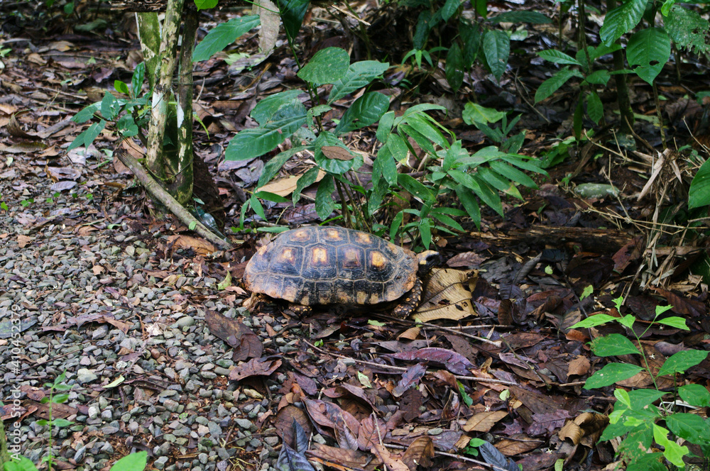 Charapa o tortuga amazónica Stock Photo | Adobe Stock