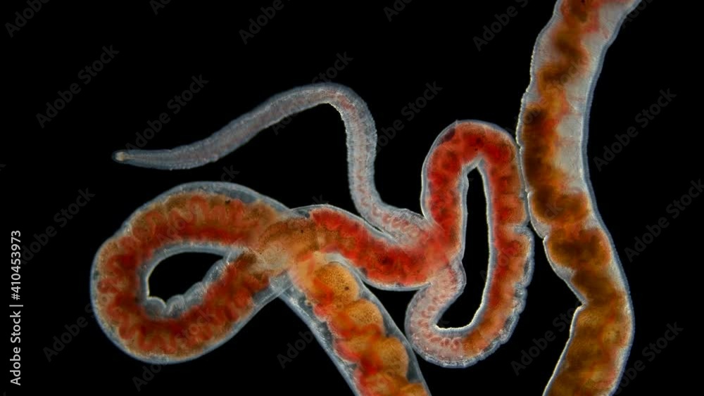 worm Oligochaeta Limnodrilus hoffmeisteri or red worm, of the Naididae ...