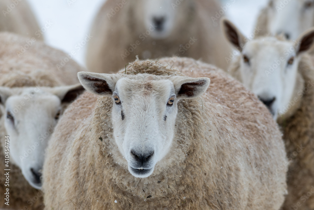 A close up of a large domestic woolly sheep that is staring with its ...