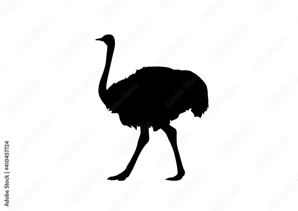 Silhouette Struzzo Stock Vector | Adobe Stock