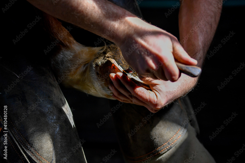 Poster A farrier adjusting a horseshoe – Wall Art | UkPosters