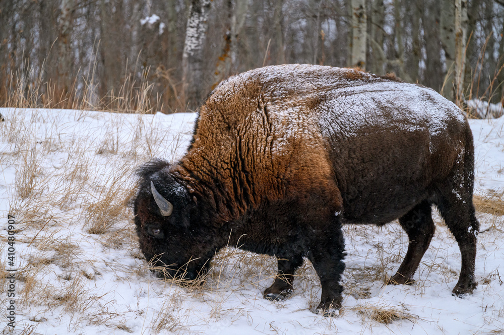 Wood bison (Bison bison athabascae) grazing and roaming in the winter ...
