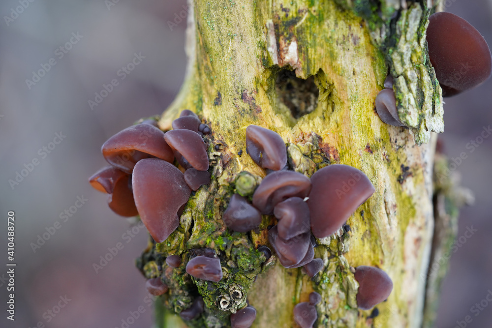 Foto de Forest tree mushrooms - edible mushroom Auricularia auricula ...
