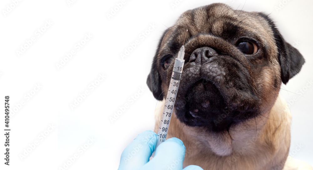 veterinarian in medical gloves giving an injection with a syringe to a ...