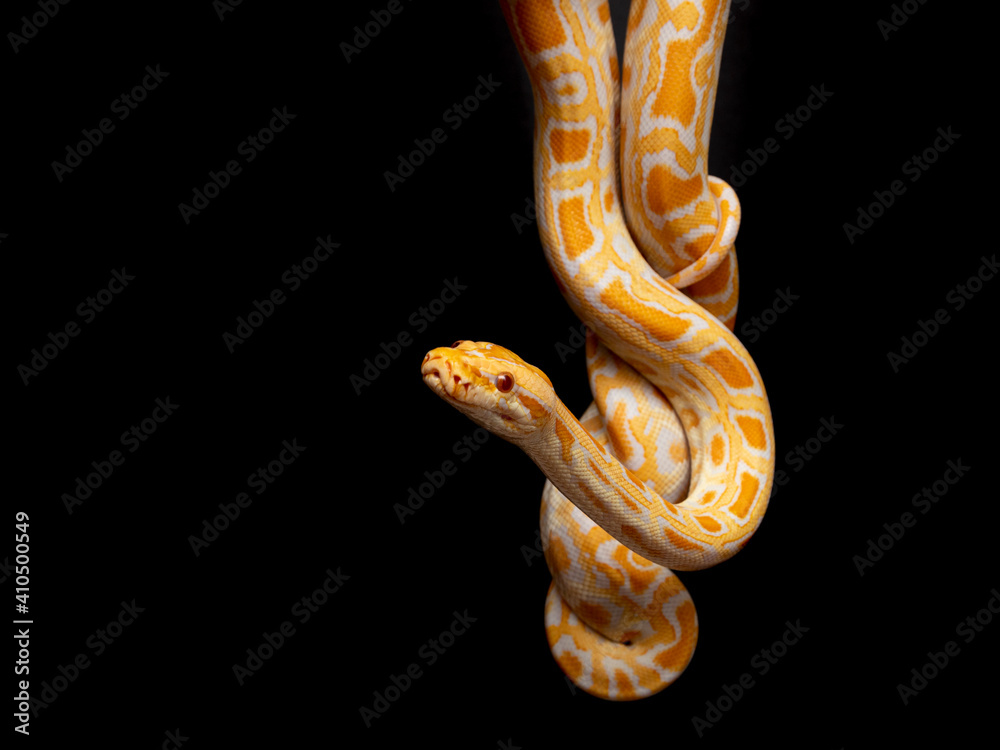 Python molurus bivitattus is one of the largest species of snakes. It ...