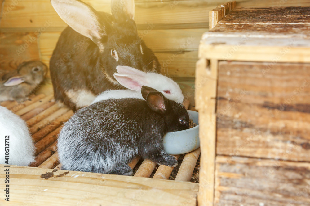 Many different small feeding rabbits on animal farm in rabbit-hutch ...