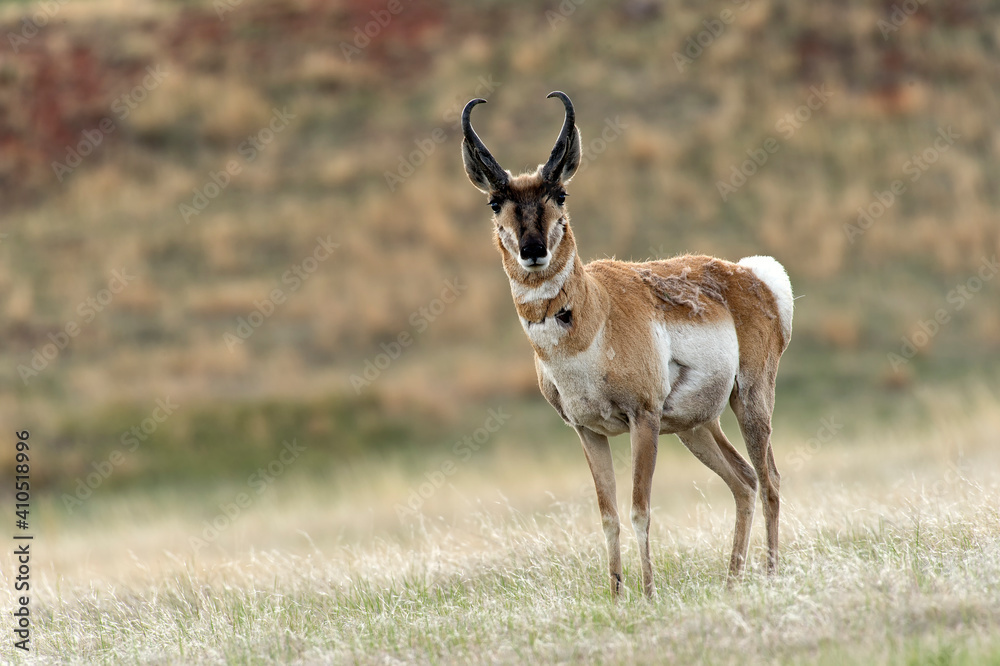 Pronghorn antelope (Antilocapra americana) on the prairie; Custer State ...