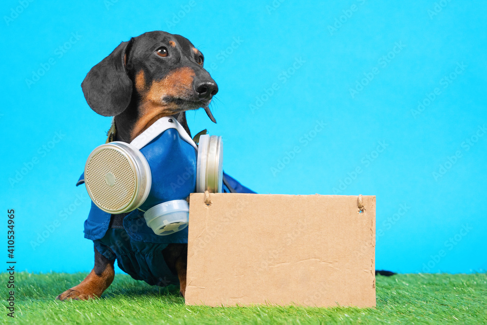 Dachshund dog in hazmat suit with safety respiratory mask to protect ...