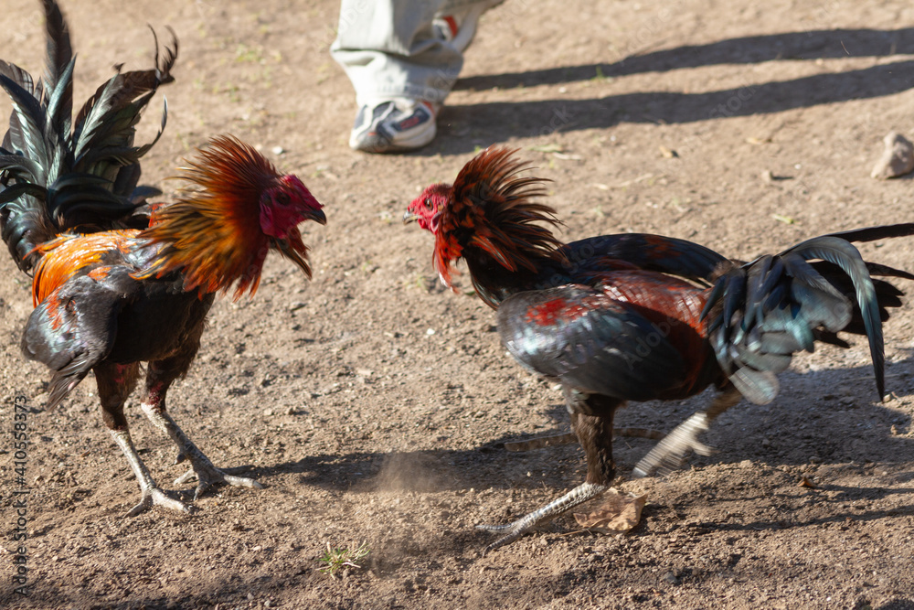 Fighting cock was march between two chicken, Dili Timor Leste Stock ...