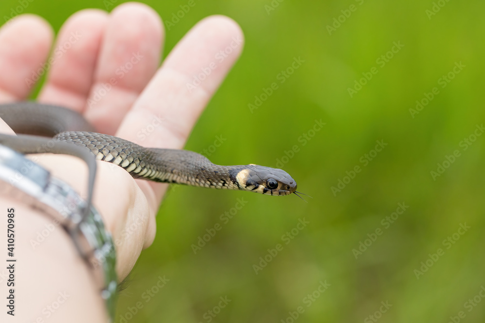 hand catched harmless small snake, grass snake, Natrix natrix, european ...