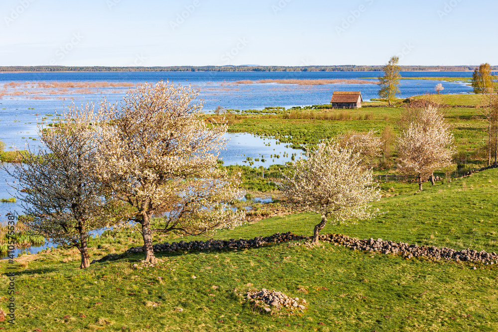 Flowering cherry tree on a beach in a beautiful spring landscape Stock ...