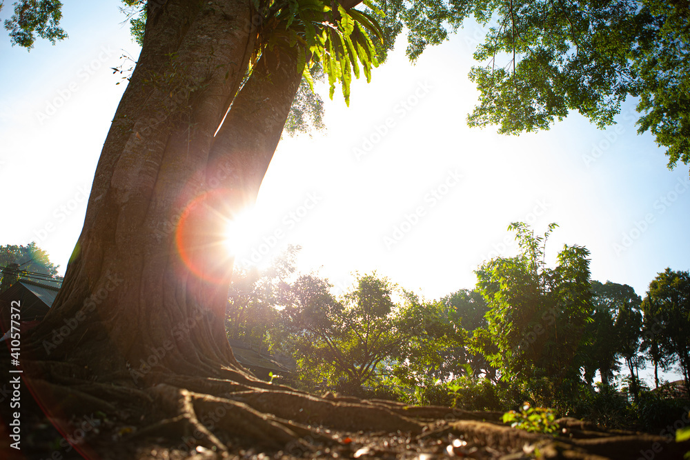 root of the big tree with the sun flares Stock Photo | Adobe Stock