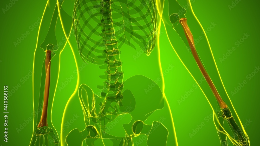 Human skeleton anatomy Radius Bone 3D Rendering Stock Illustration ...