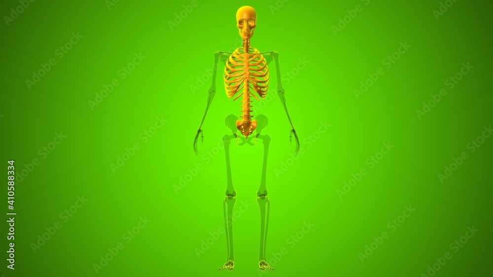 Human Skeleton Axial Skeleton Anatomy 3D Stock Illustration | Adobe Stock