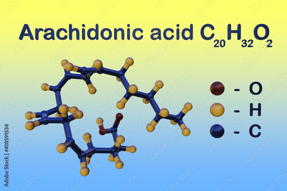 Structural chemical formula and molecular model of arachidonic acid, an ...