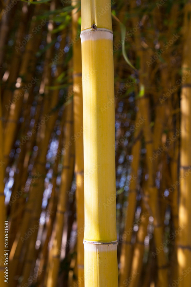 Golden bamboo With golden stems and green leaves. Popular to decorate ...