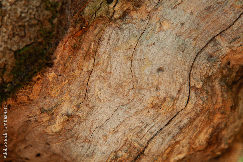 Wooden structural surface texture background. Colorful wood texture ...
