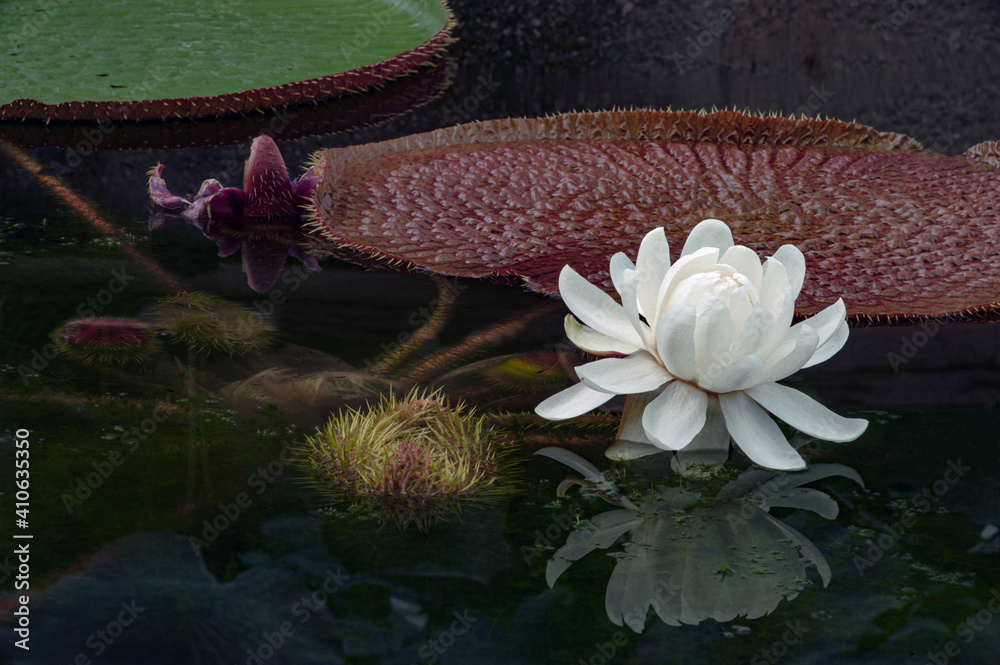 Flower Victoria Amazonica, Victoria amazonica, white color between ...