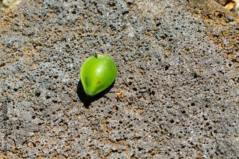 Badamier fruit also called country almond, Indian almond,Malabar almond ...