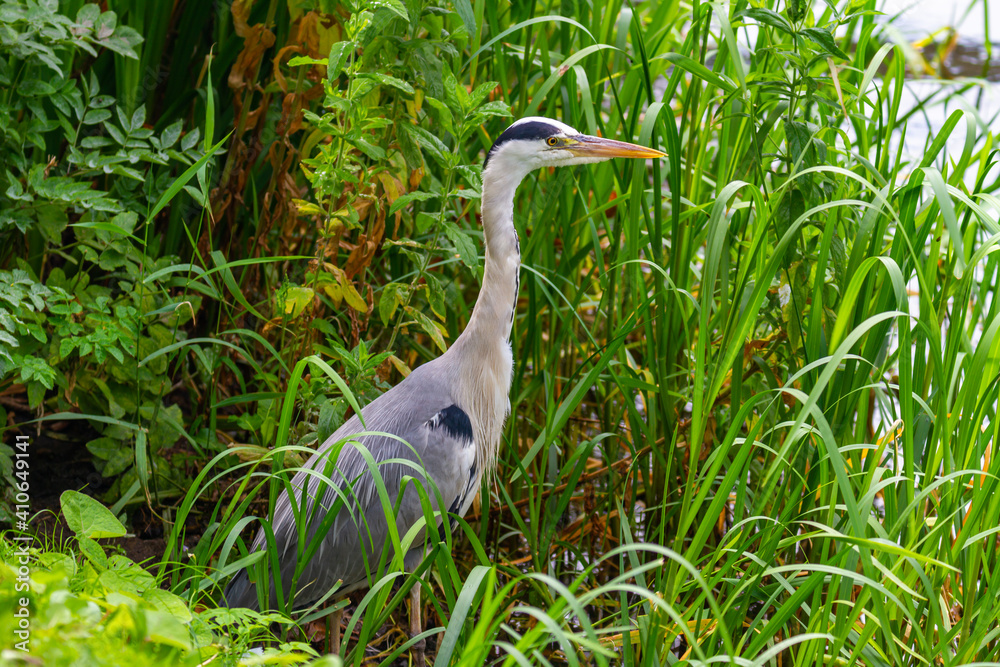 Grey heron, Ardea cinerea, at Grand Canal, Dublin, Ireland. Wild wading ...
