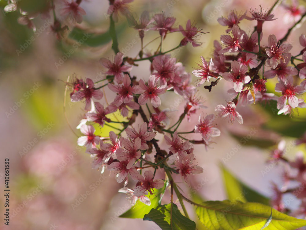 Thailand Sakura sweet blossom Phaya Sueklong flower Stock Photo | Adobe ...