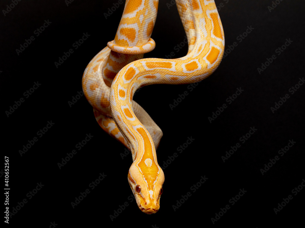 Python molurus bivitattus is one of the largest species of snakes. It ...