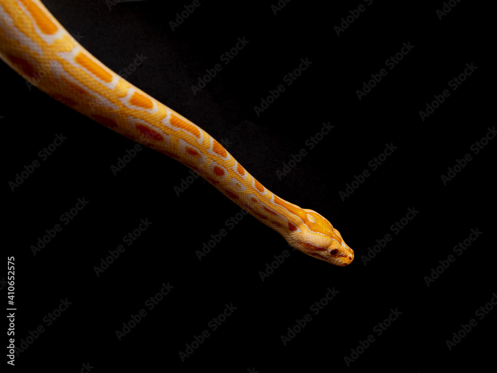 Python molurus bivitattus is one of the largest species of snakes. It ...