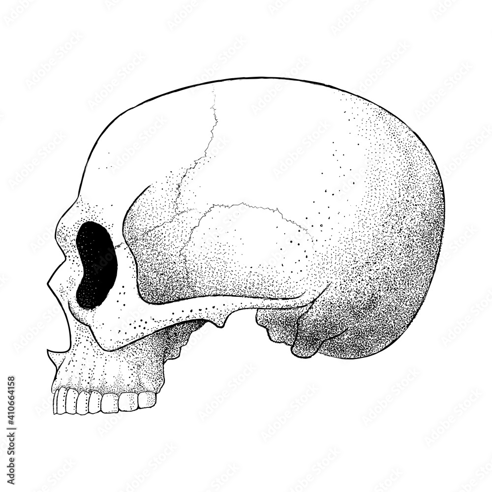 Vector illustration of a human skull in profile without the lower jaw ...