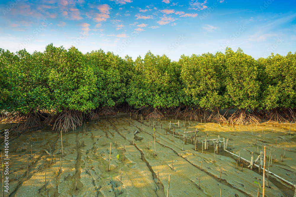 Red mangrove forest and shallow waters in a Tropical island ,Mangrove ...