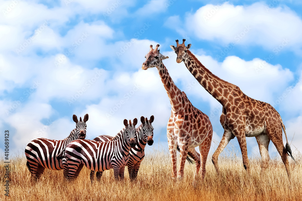 Zebras And Giraffes Together