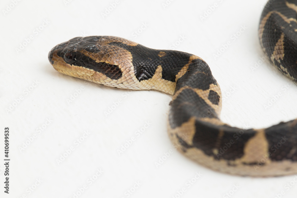 Common puff-faced water snake (Homalopsis buccata), banded water snake ...