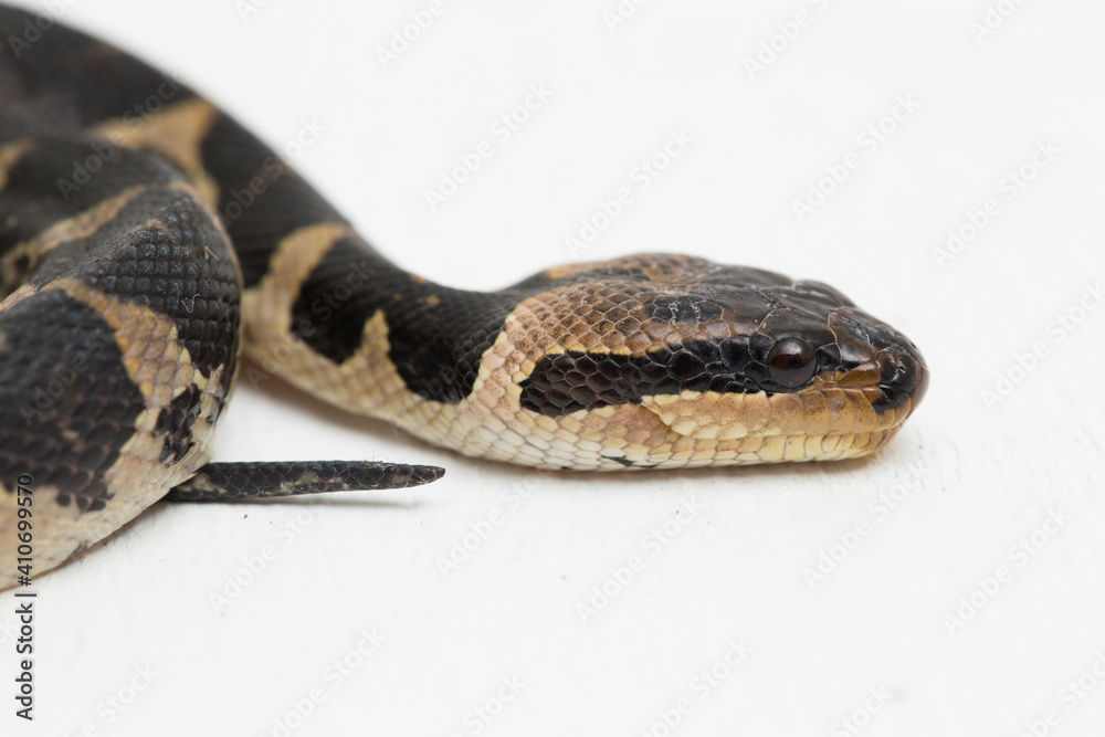 Common puff-faced water snake (Homalopsis buccata), banded water snake ...