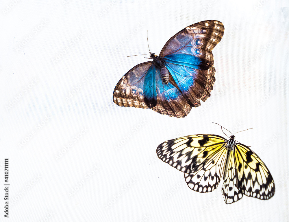 'Blue Morpho' & 'Tree Nymph' Butterflies In A Butterfly House Stock ...