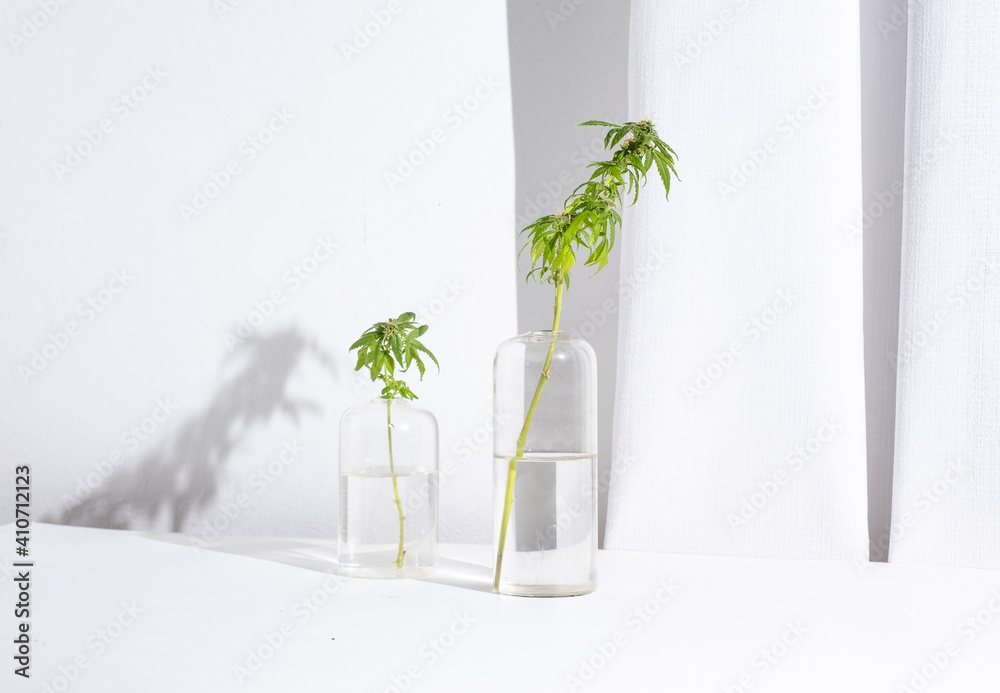 Small cannabis plant growing in a modern home. Cannabis plant growing ...